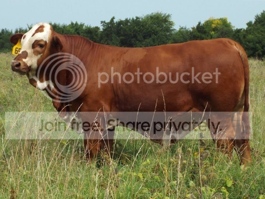 Beefmaster Calf