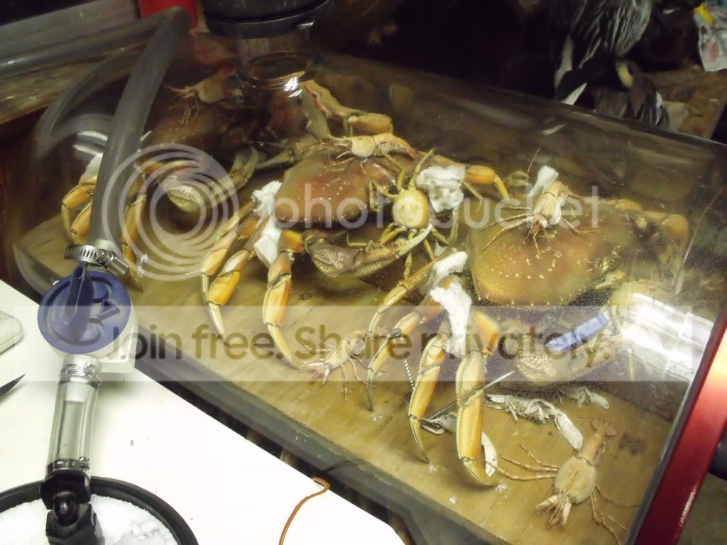 freeze dryed crab | Bloodydecks