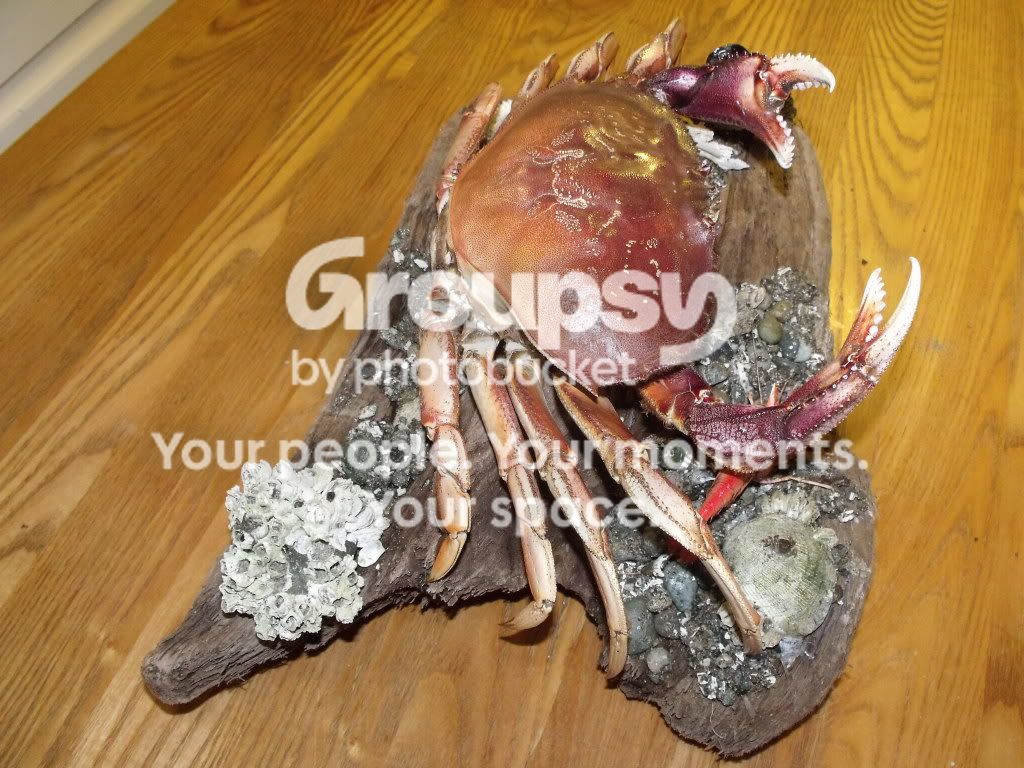 freeze dryed crab | Bloodydecks