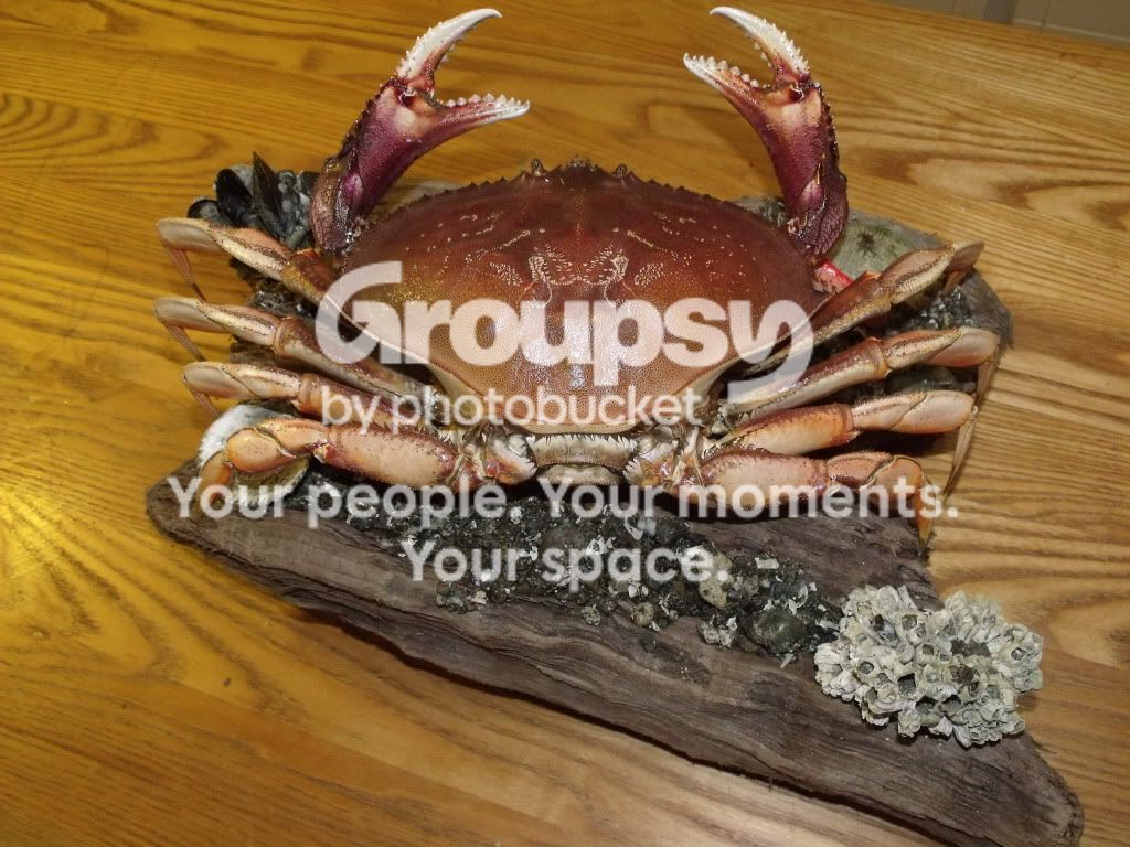 freeze dryed crab | Bloodydecks